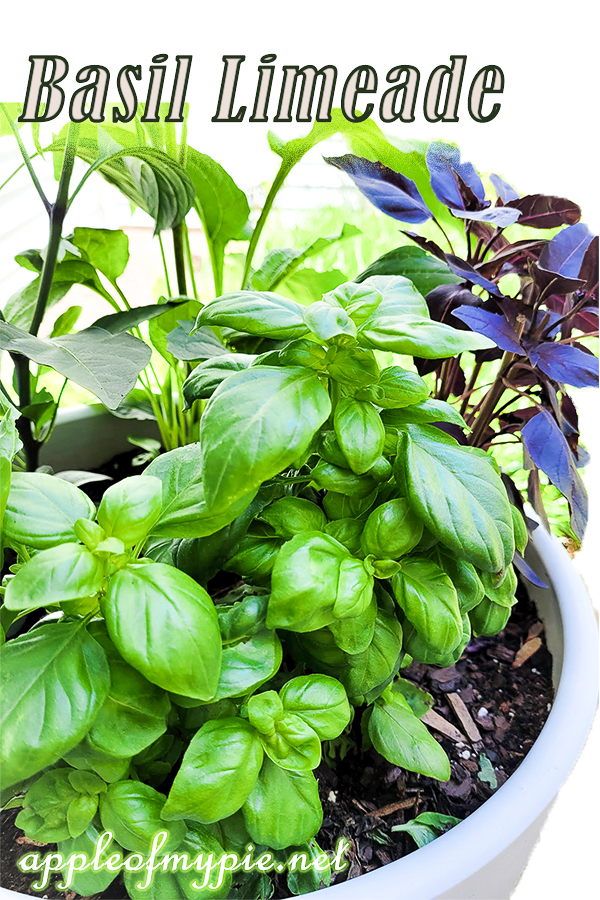 Basil Limeade Drink Recipe · The Apple Of My Pie